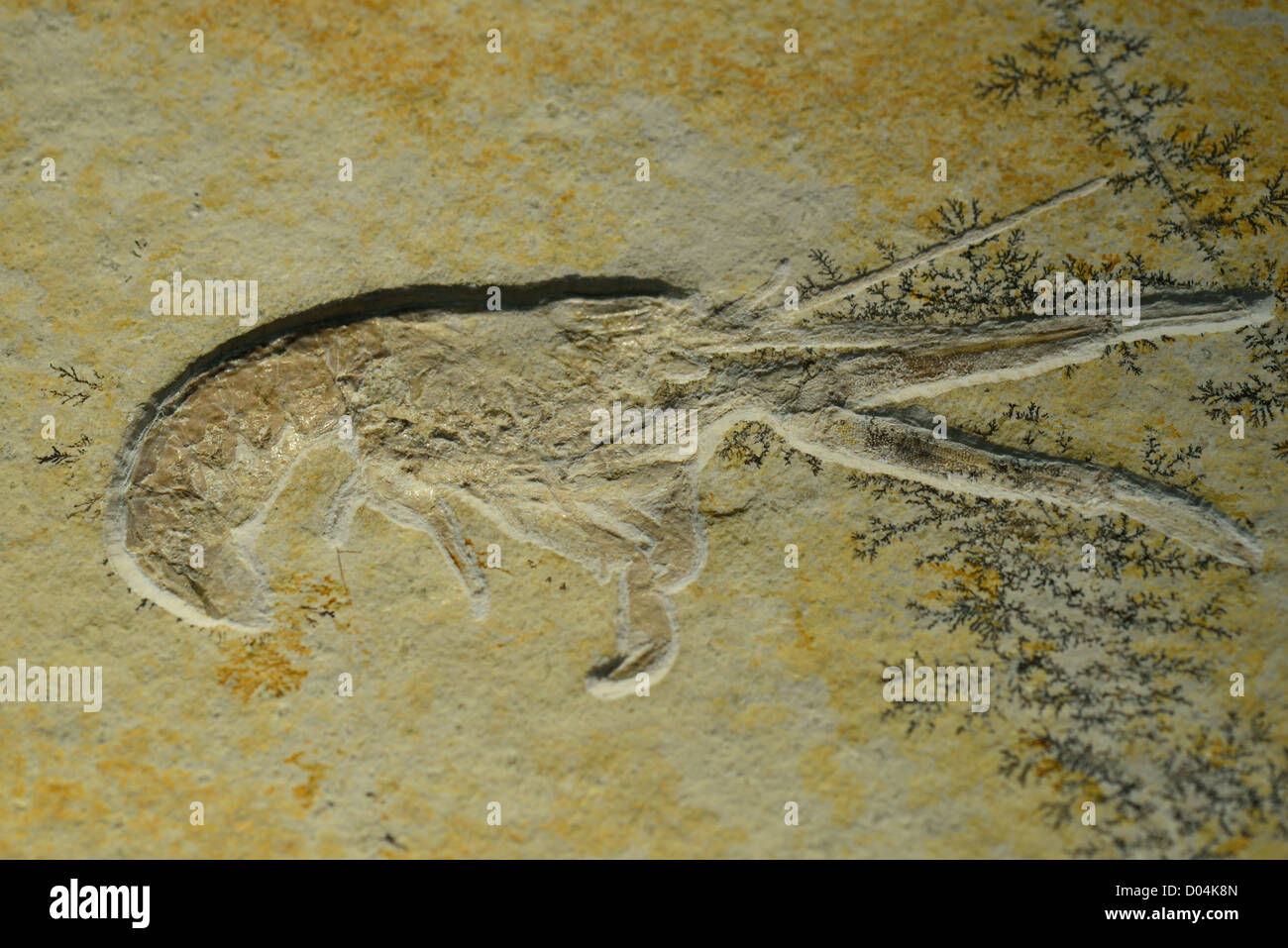 A shrimp fossil preserved in limestone matrix Stock Photo - Alamy