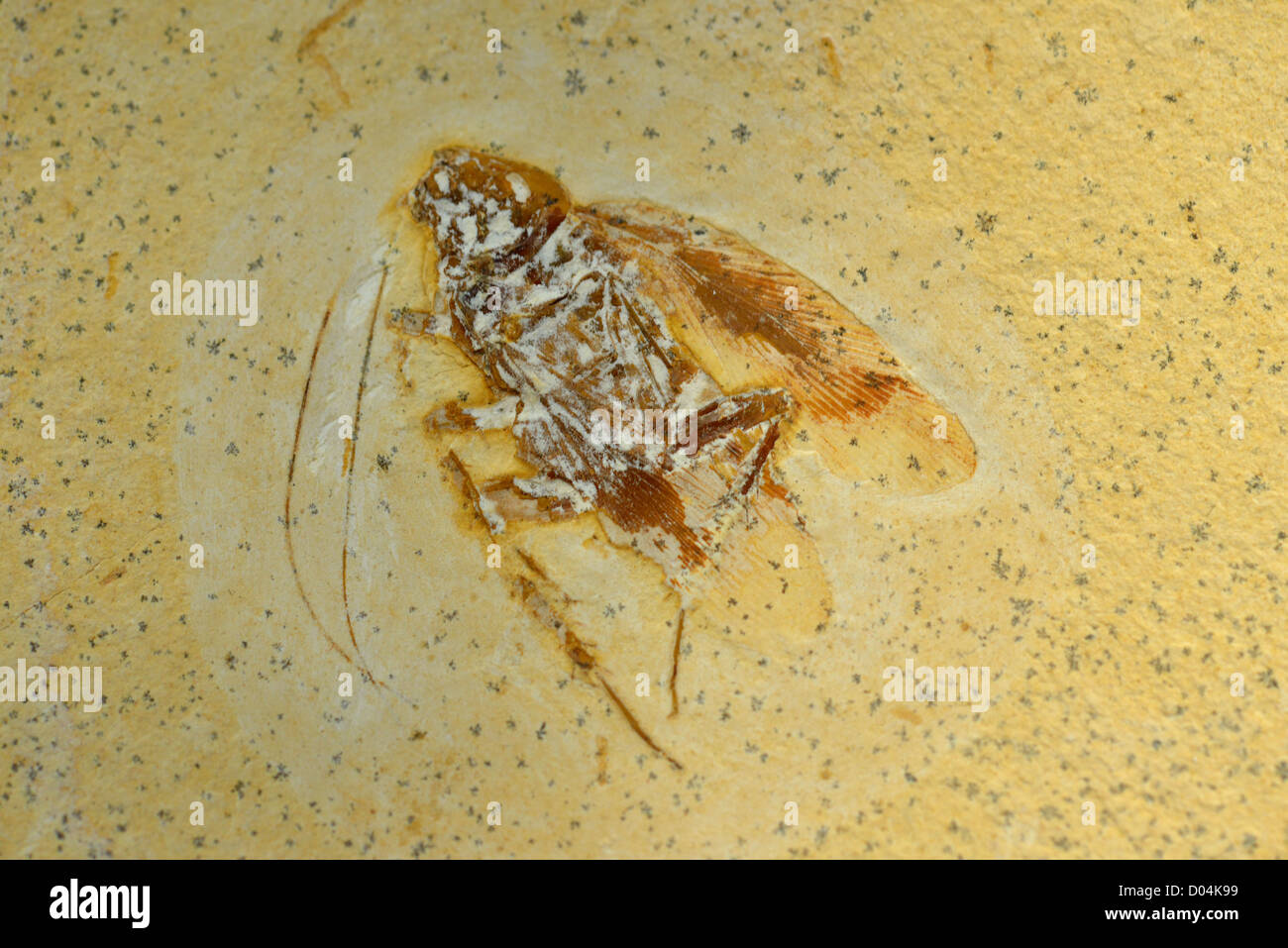 Fossil imprint of a roach like insect preserved in limestone of ...
