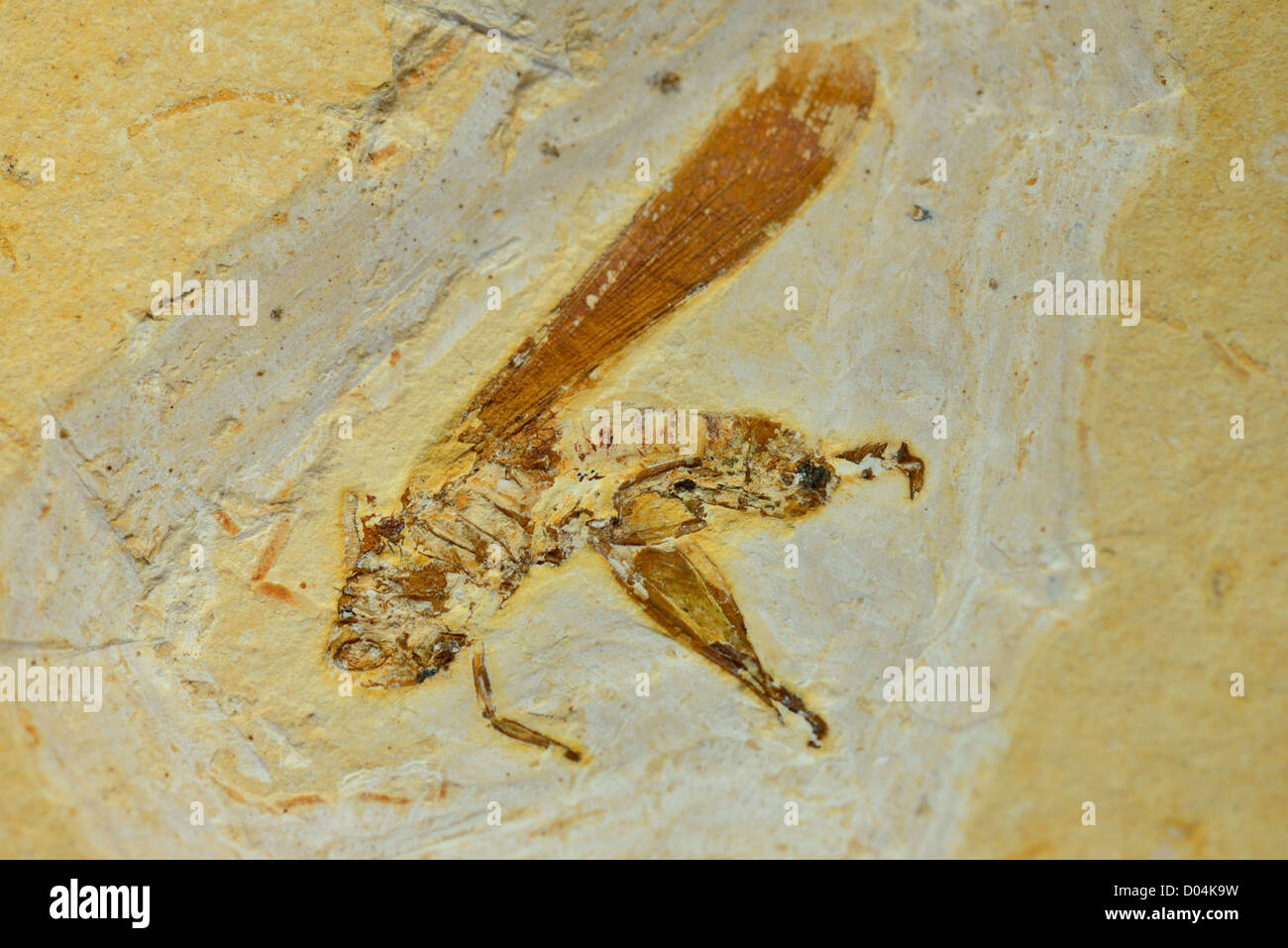 Fossil imprint of a wasp like insect preserved in limestone of ...