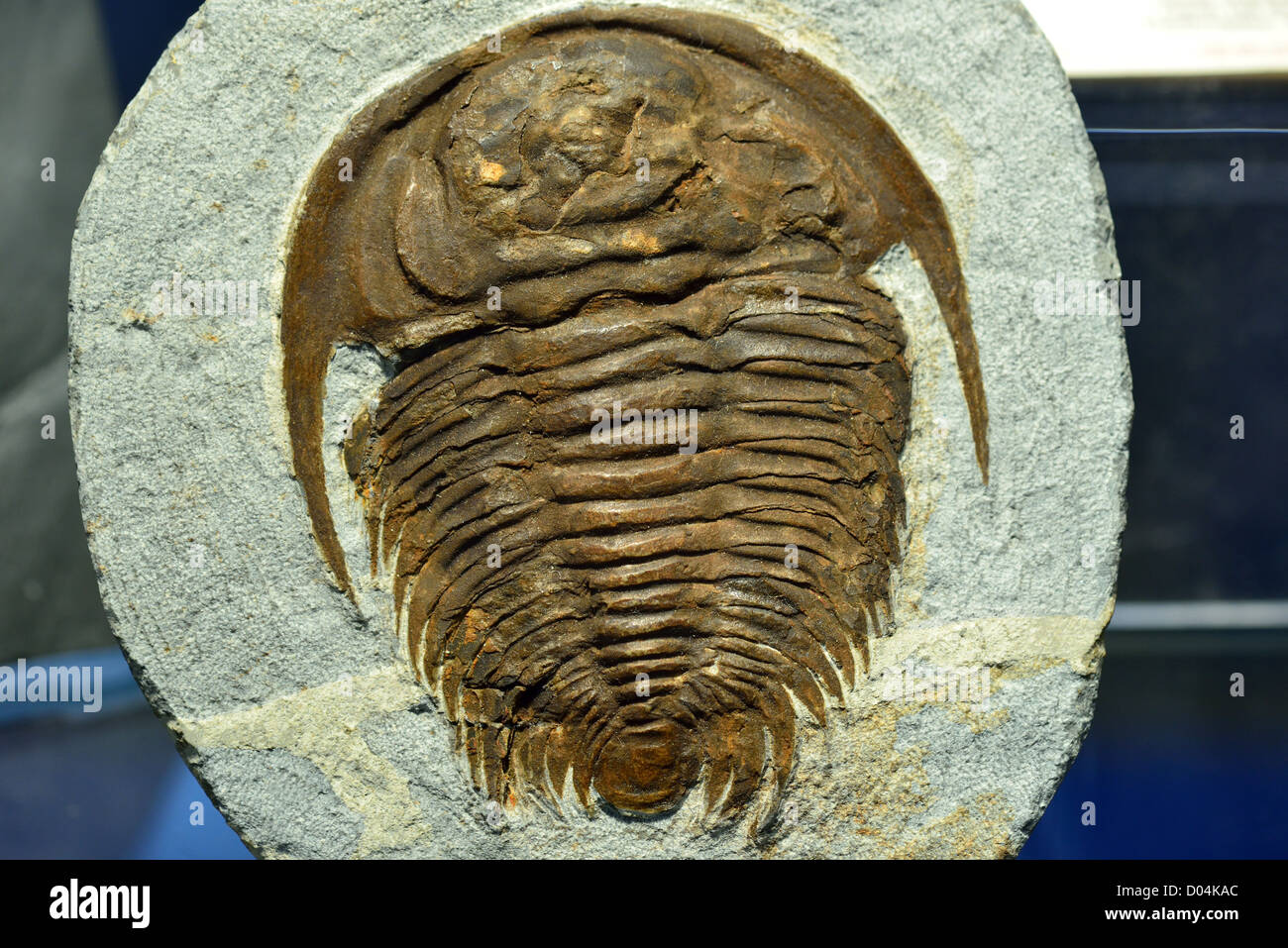 Fossil trilobite trilobites hi-res stock photography and images - Alamy