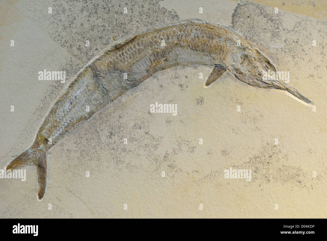 Fossil "Beak fish" preserved in Solnhofen Limestone of Jurassic age in ...