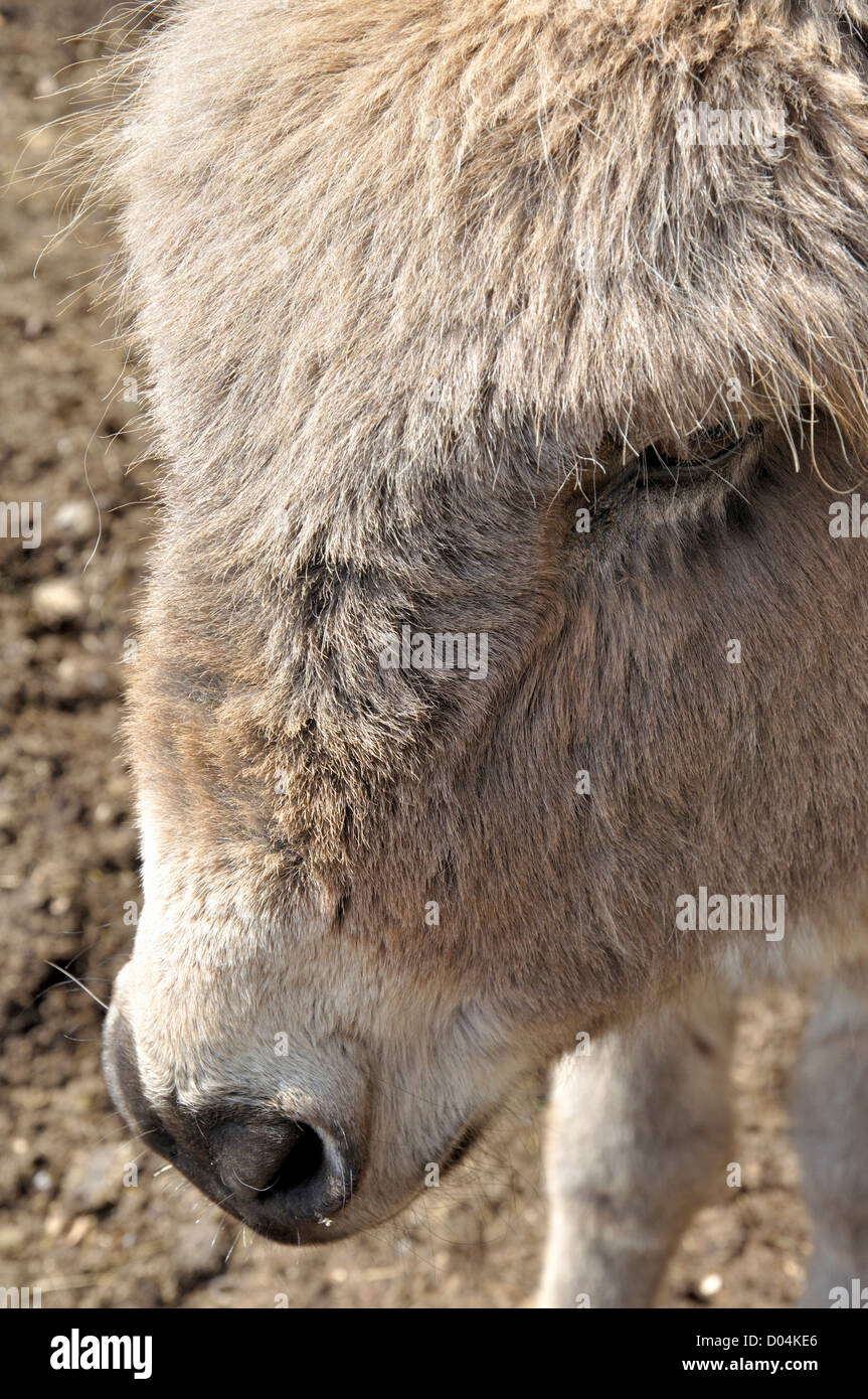 Wilily hi-res stock photography and images - Alamy