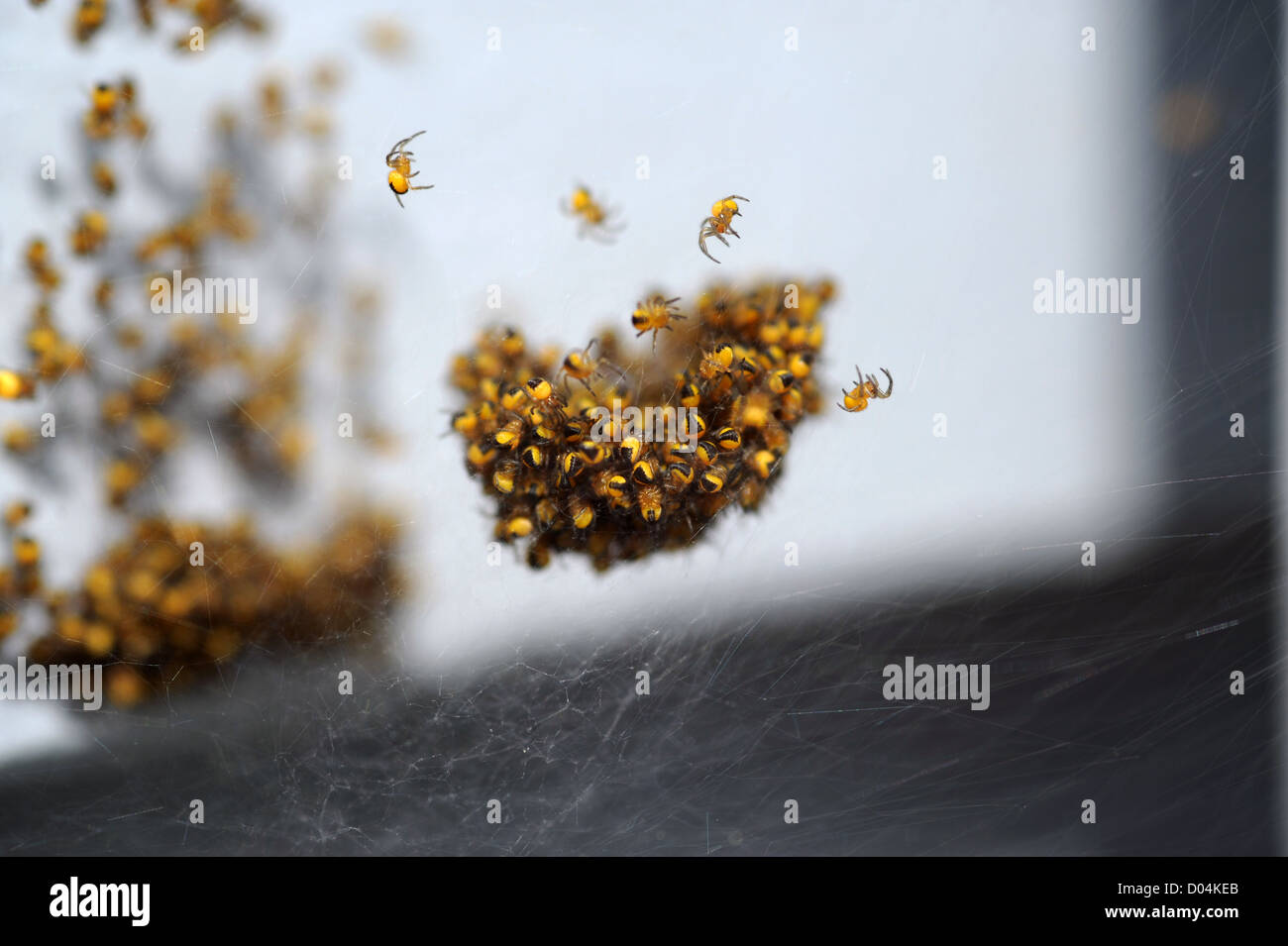 Orb Spiders hatching Stock Photo - Alamy