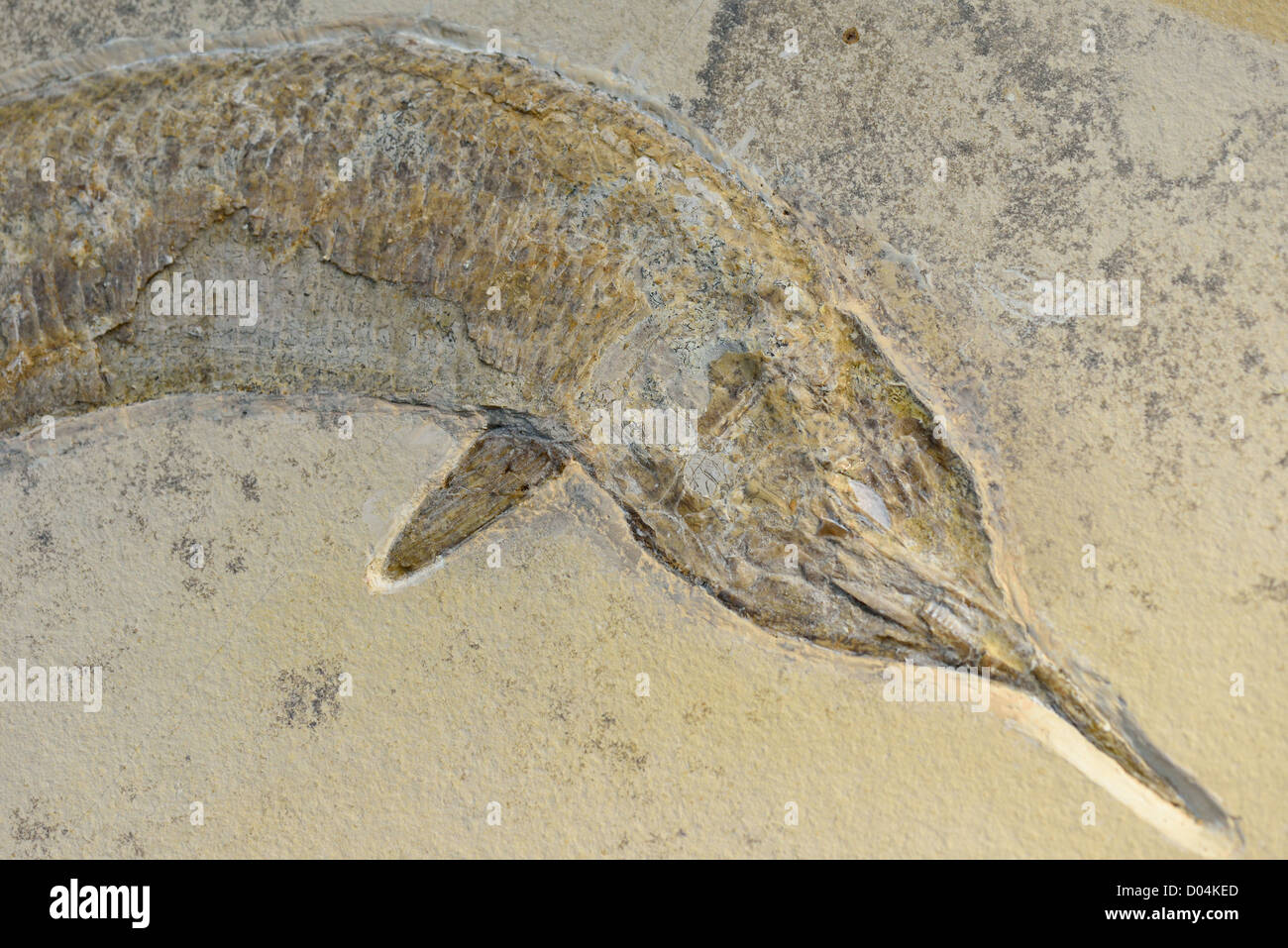 Fossil "Beak fish" preserved in Solnhofen Limestone of Jurassic age in ...