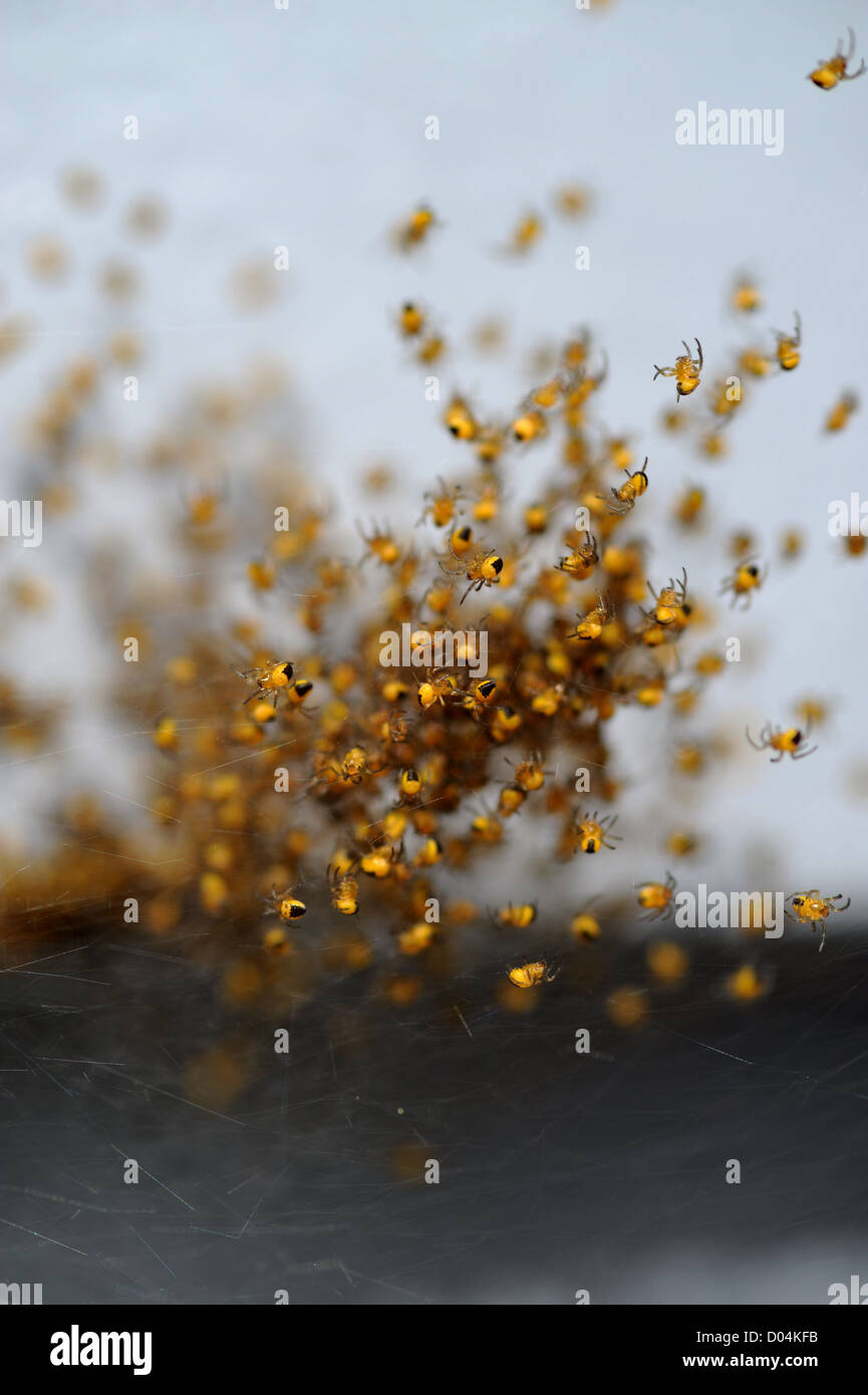 Orb Spiders hatching Stock Photo - Alamy