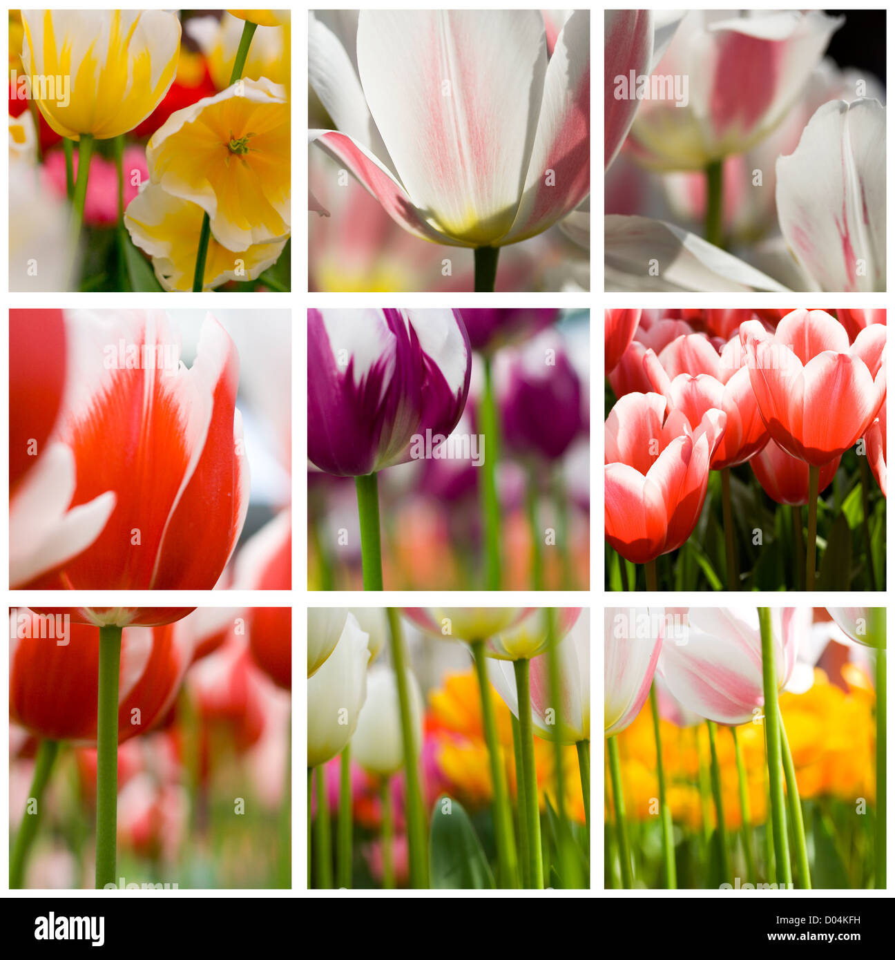 beautiful tulips collage made from nine photos Stock Photo - Alamy