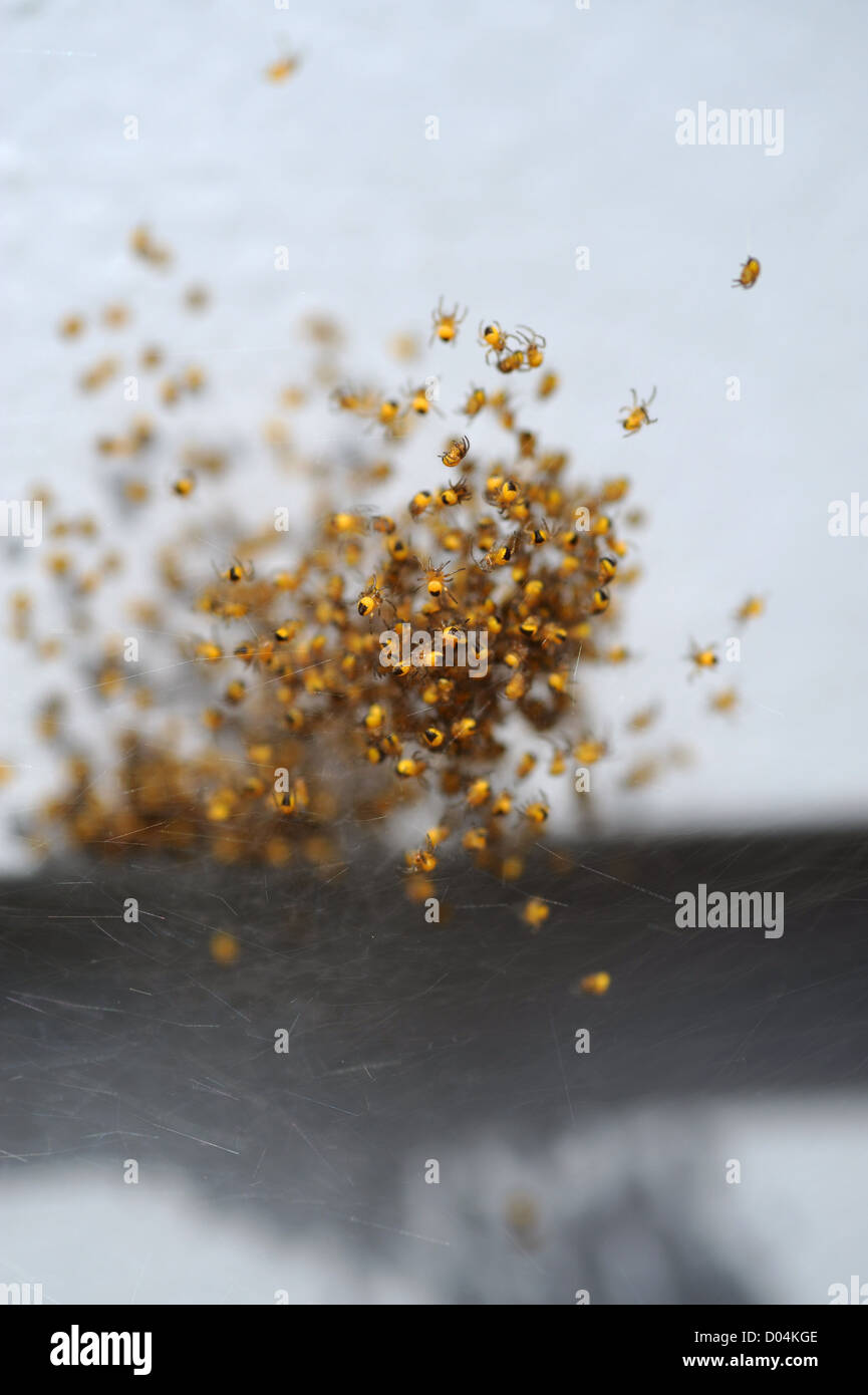 Orb Spiders hatching Stock Photo - Alamy