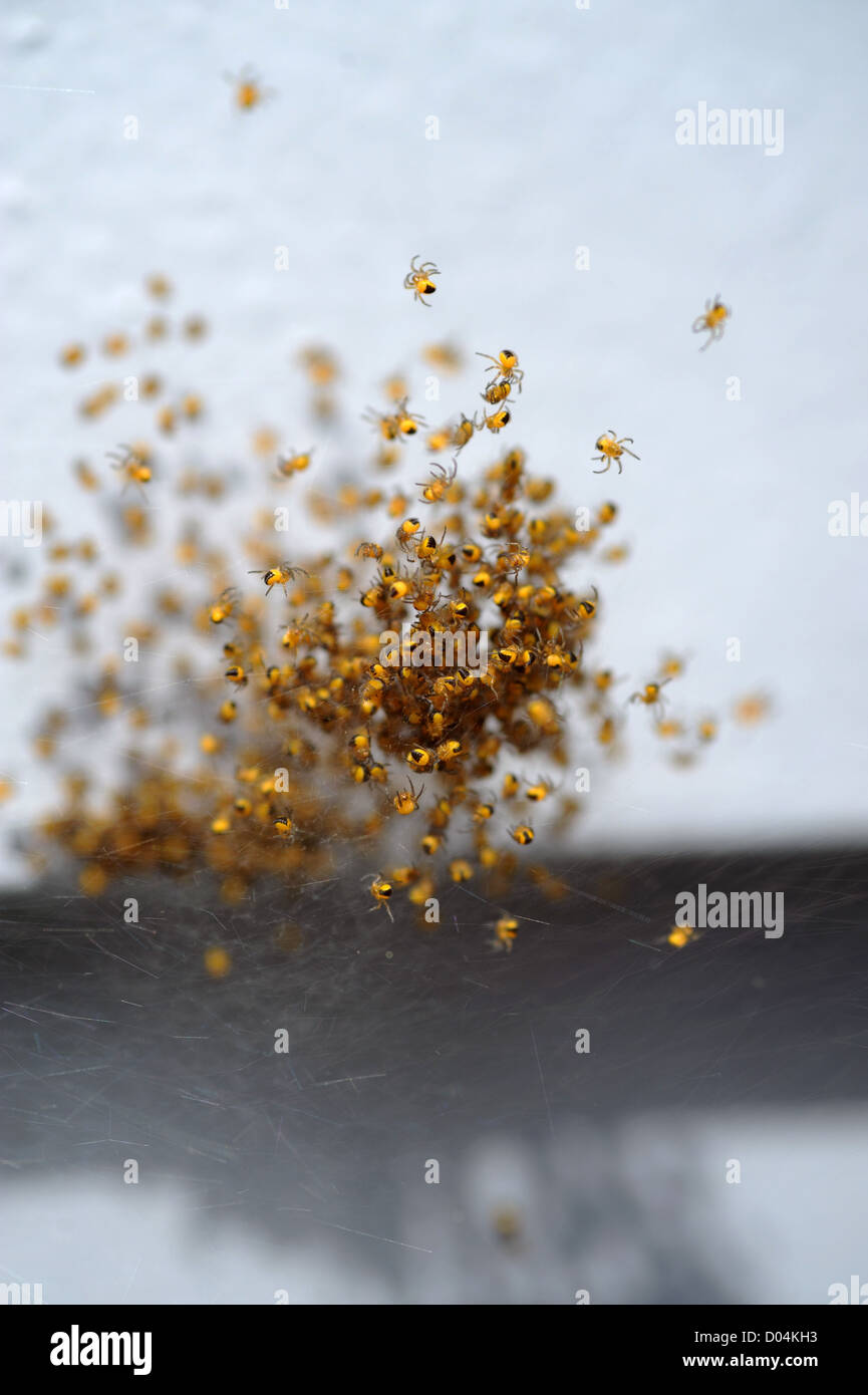 Orb Spiders hatching Stock Photo - Alamy