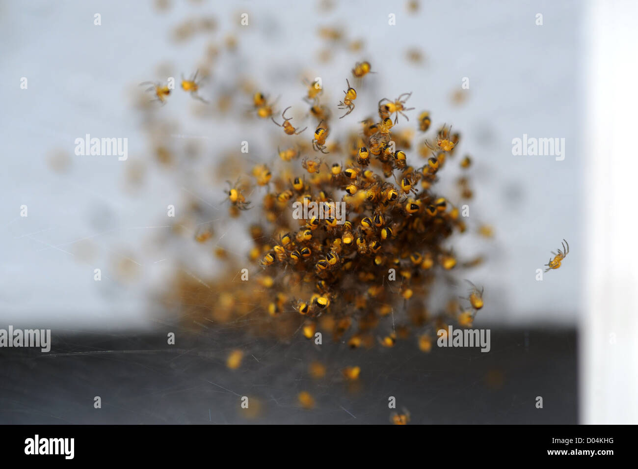 Orb Spiders hatching Stock Photo - Alamy