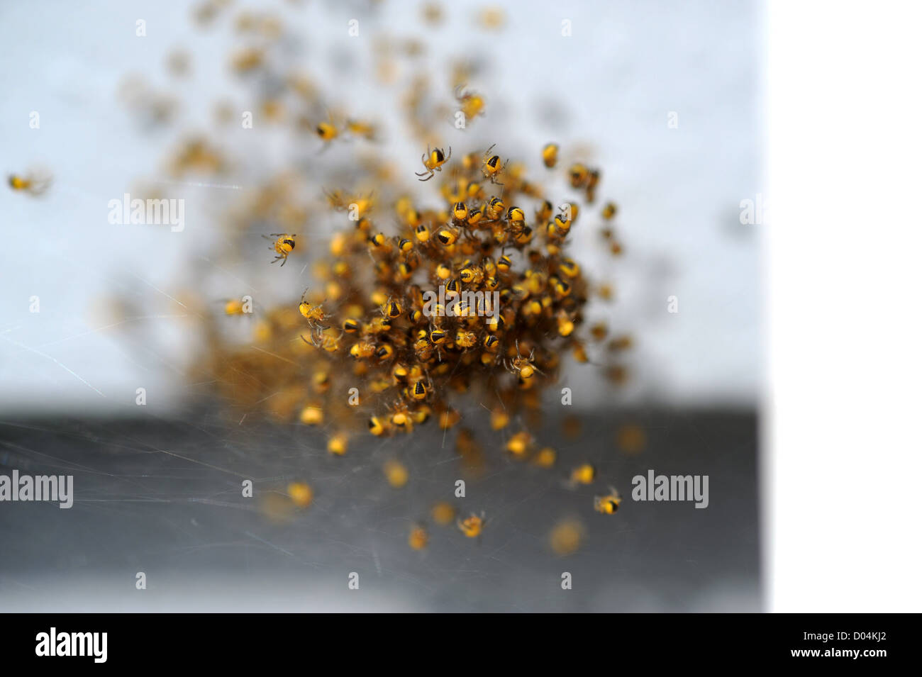 Orb Spiders hatching Stock Photo - Alamy