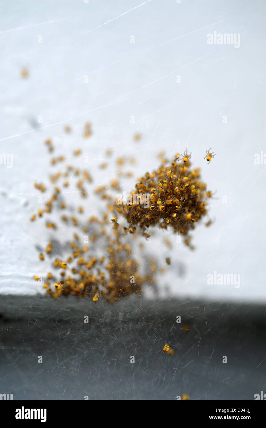 Orb Spiders hatching Stock Photo - Alamy