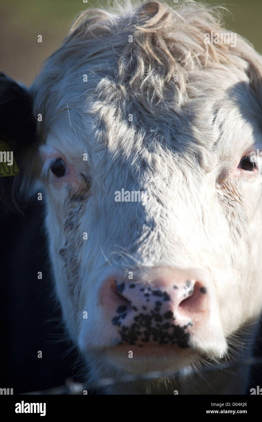 Farmed cows hi-res stock photography and images - Alamy