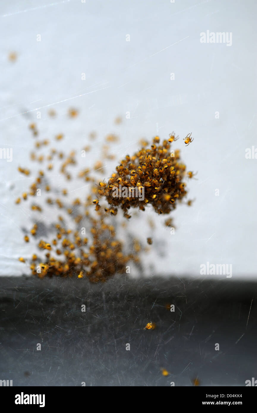 Orb Spiders hatching Stock Photo - Alamy