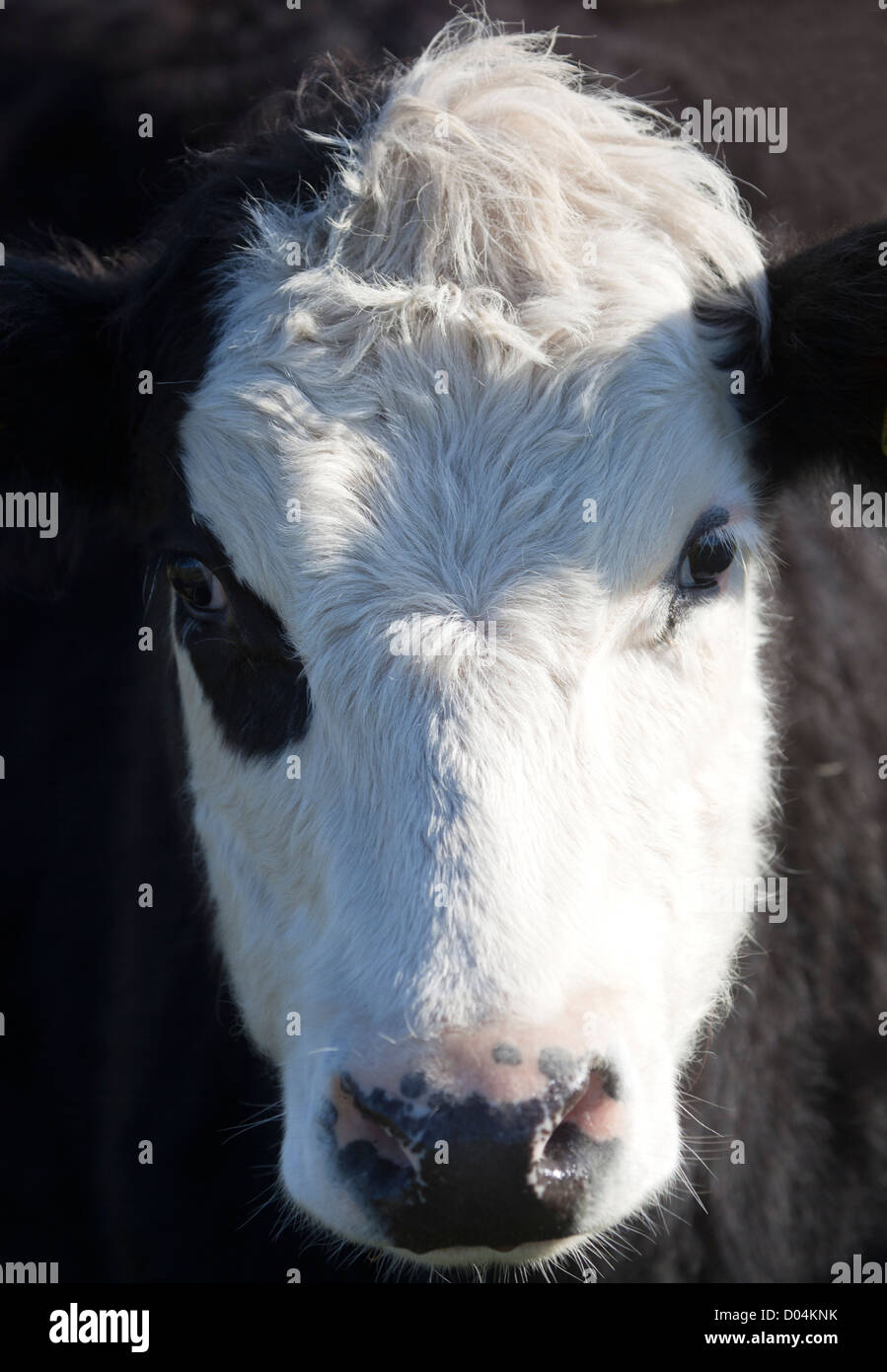 Face of cattle hi-res stock photography and images - Alamy