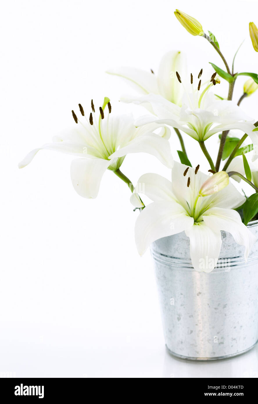 Lily bucket hi-res stock photography and images - Alamy