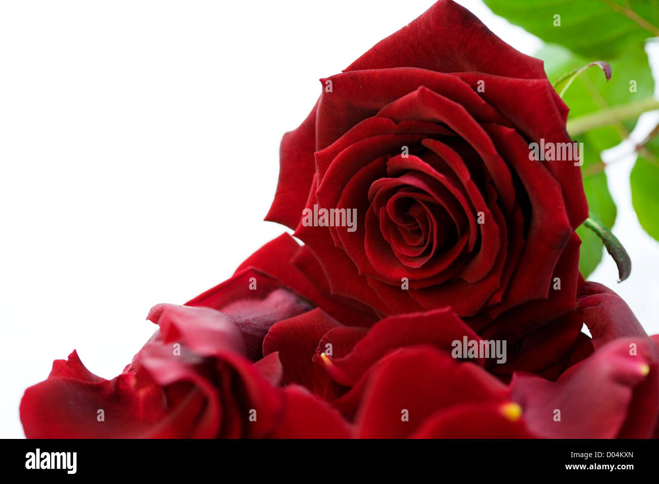 Red Rose & Petals on a white background Stock Photo - Alamy