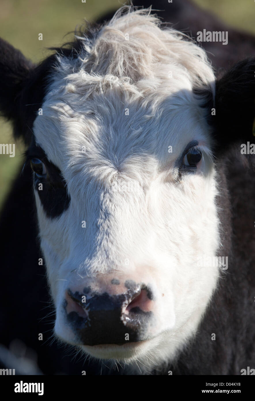 Uk wild cows hi-res stock photography and images - Alamy