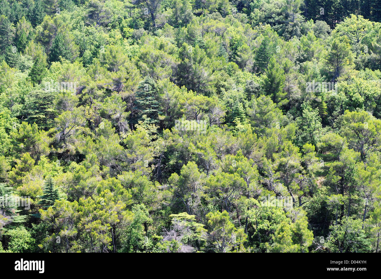 Mixed forest tree hi-res stock photography and images - Alamy
