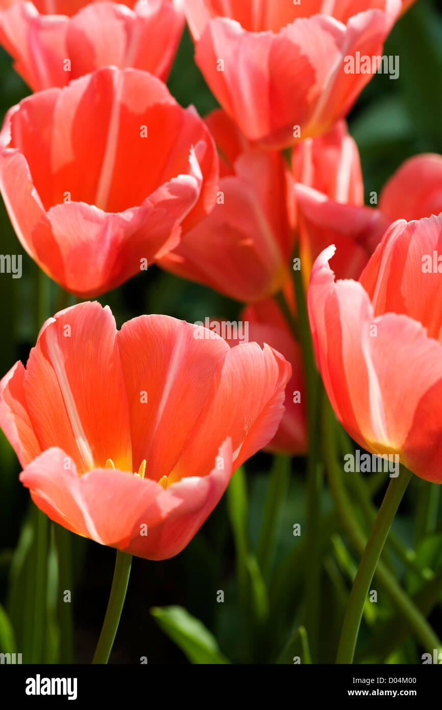 Tulips in garden Stock Photo - Alamy
