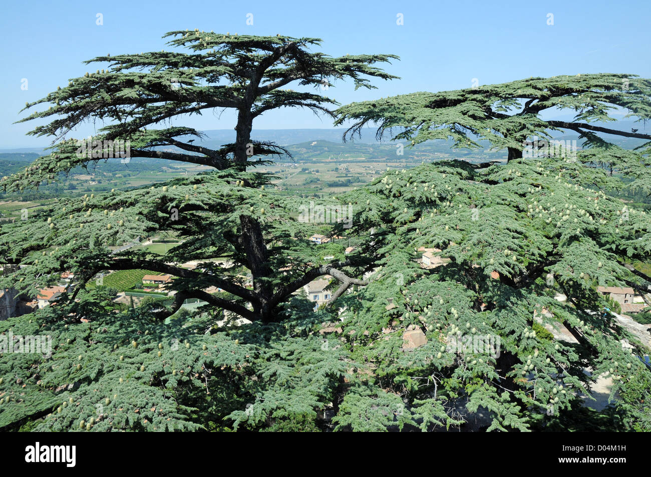 Cedar treetop in Bonnieux, Provence, France Stock Photo - Alamy