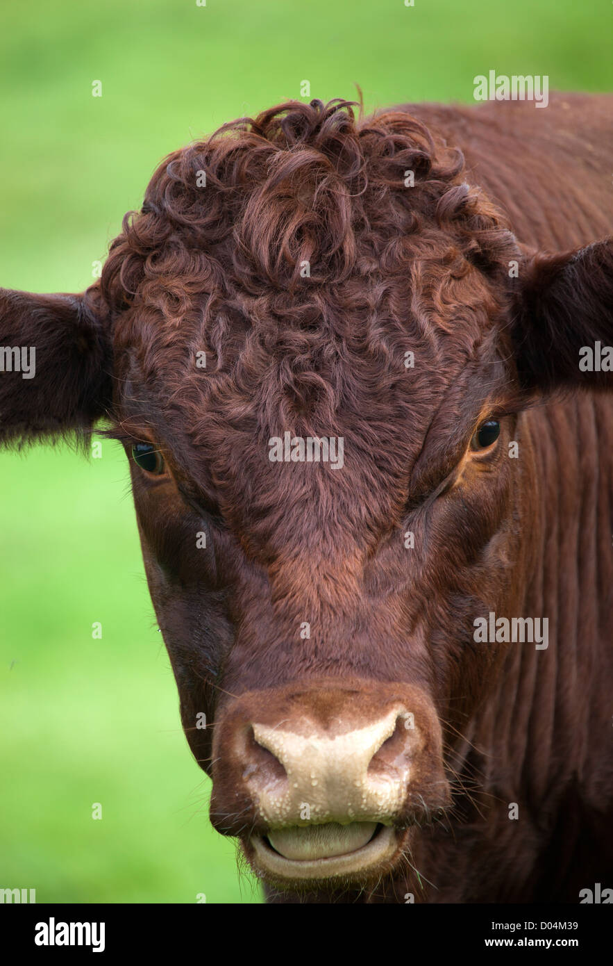 Farmed cows hi-res stock photography and images - Alamy