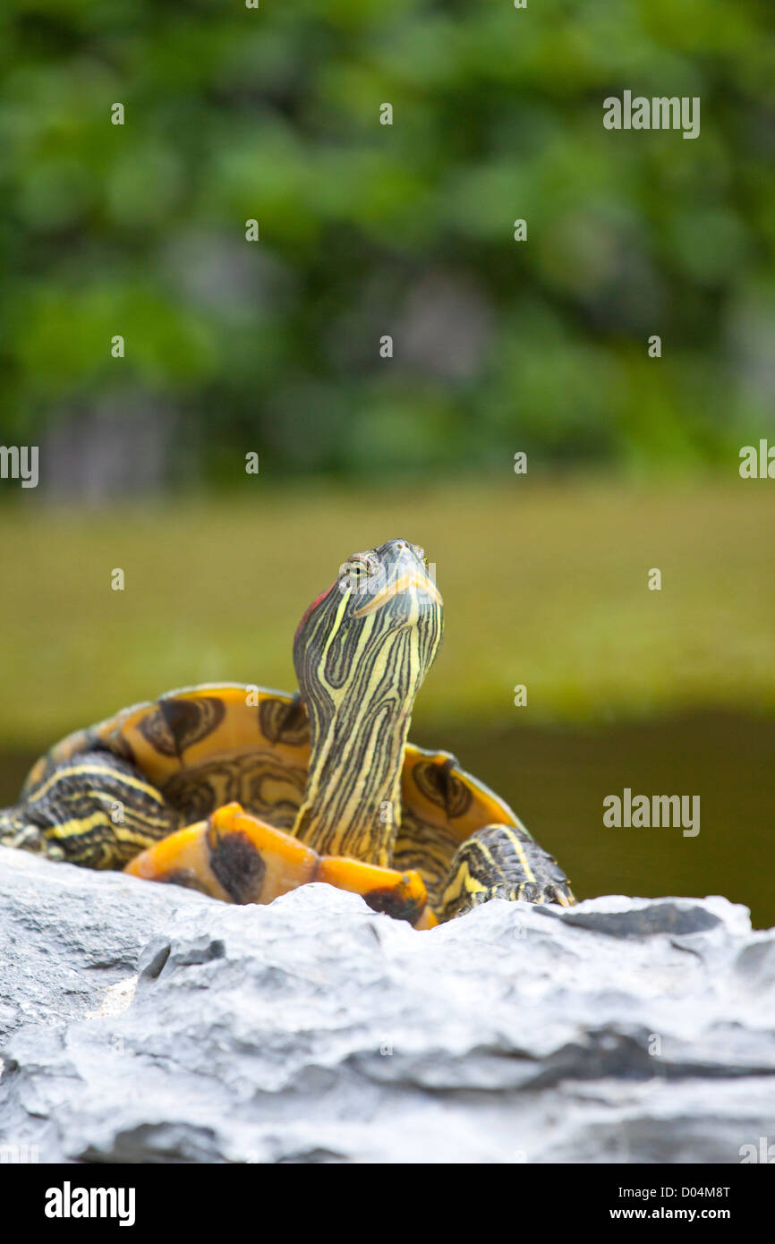 Stone tortoise hi-res stock photography and images - Alamy