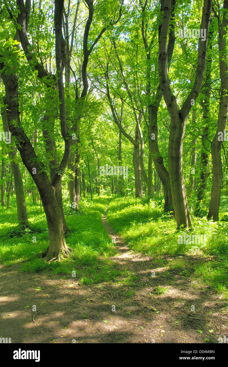 Green Prater on the Main Alley Stock Photo - Alamy