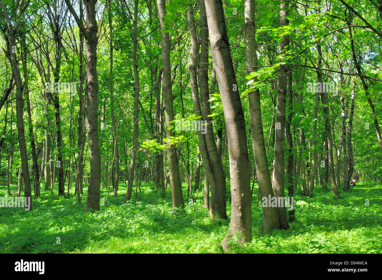 Green Prater on the Main Alley Stock Photo - Alamy