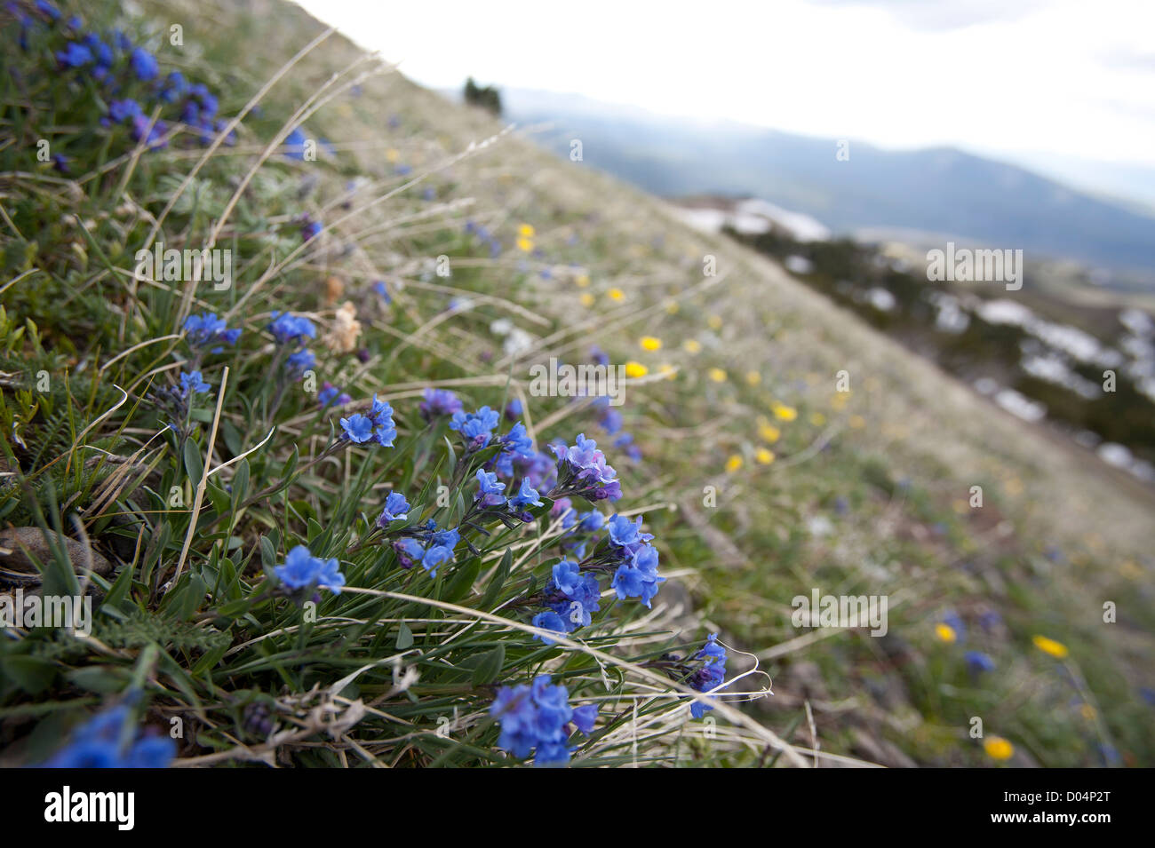 Wildflowers Yellowstone National Park Stock Photo - Alamy