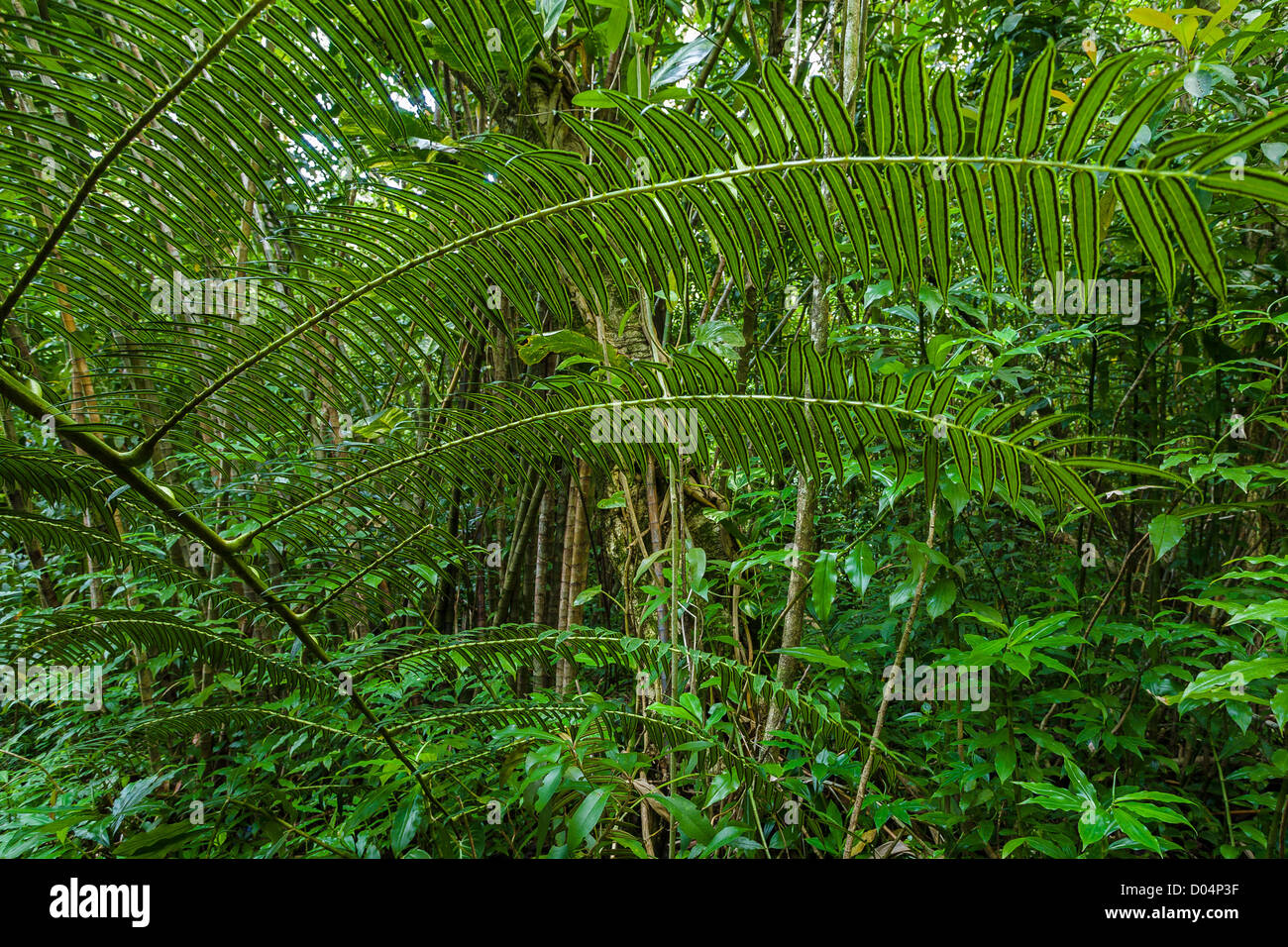 Manoa Rainforest, Oahu, Hawaii Stock Photo - Alamy