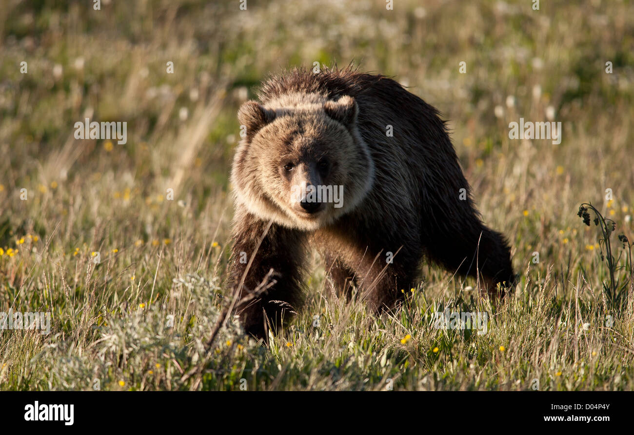 Grizzly Bear in Hayden Valley Yellowstone National Park Stock Photo - Alamy