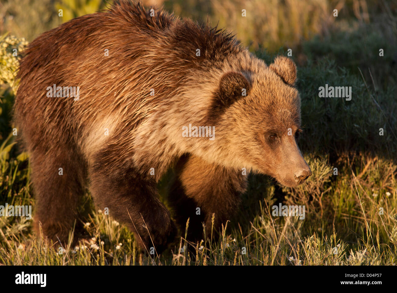 Grizzly Bear in Hayden Valley Yellowstone National Park Stock Photo - Alamy