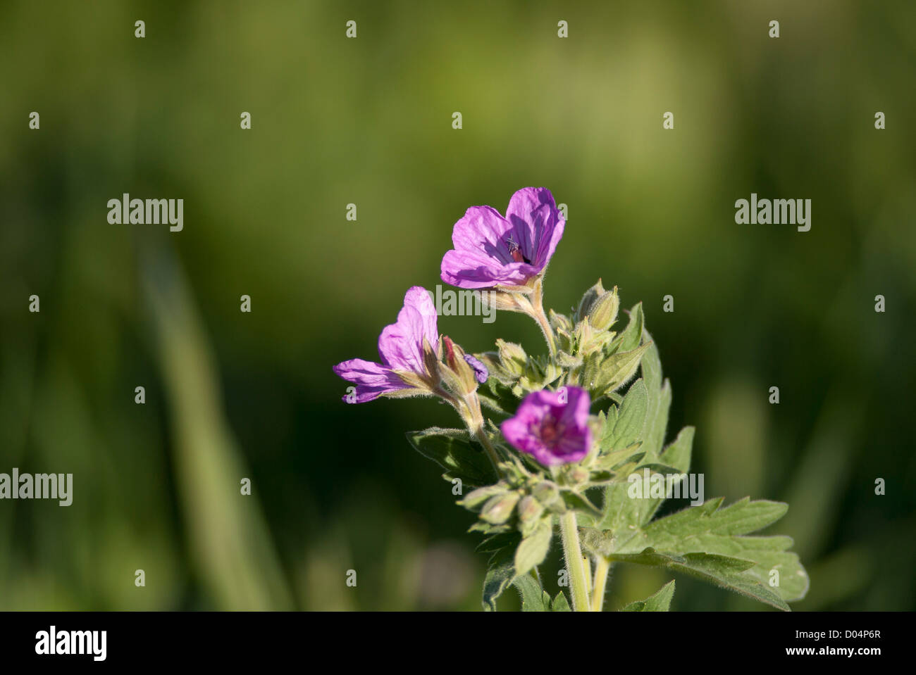 Wildflowers Yellowstone National Park Stock Photo - Alamy