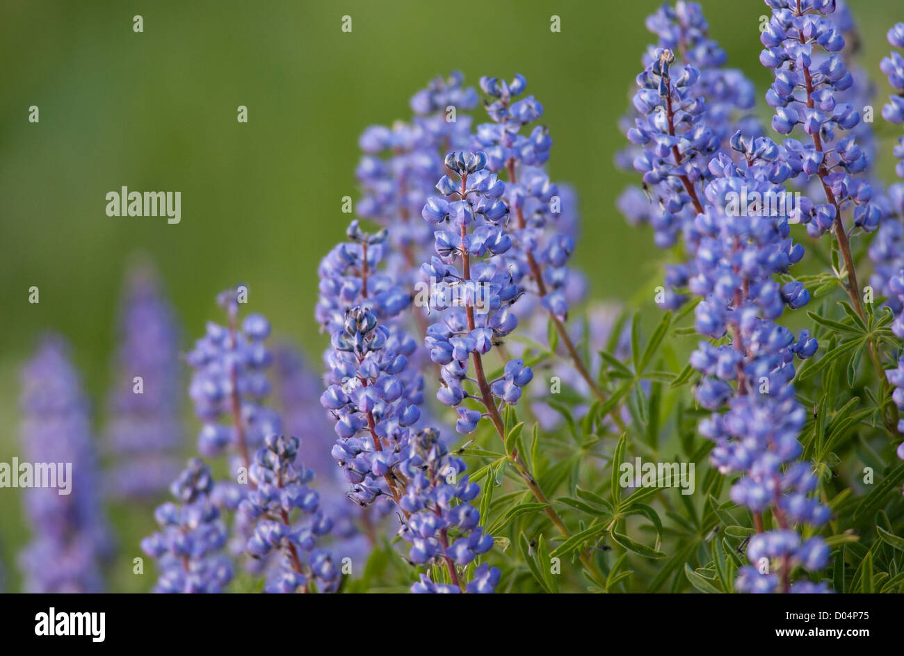 Wildflowers Yellowstone National Park Stock Photo - Alamy