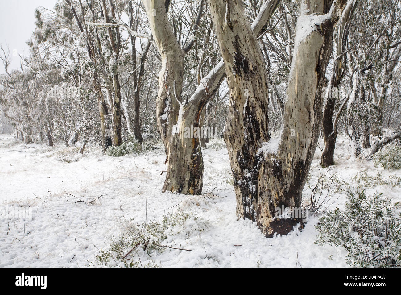 Selwyn snowfields hi-res stock photography and images - Alamy