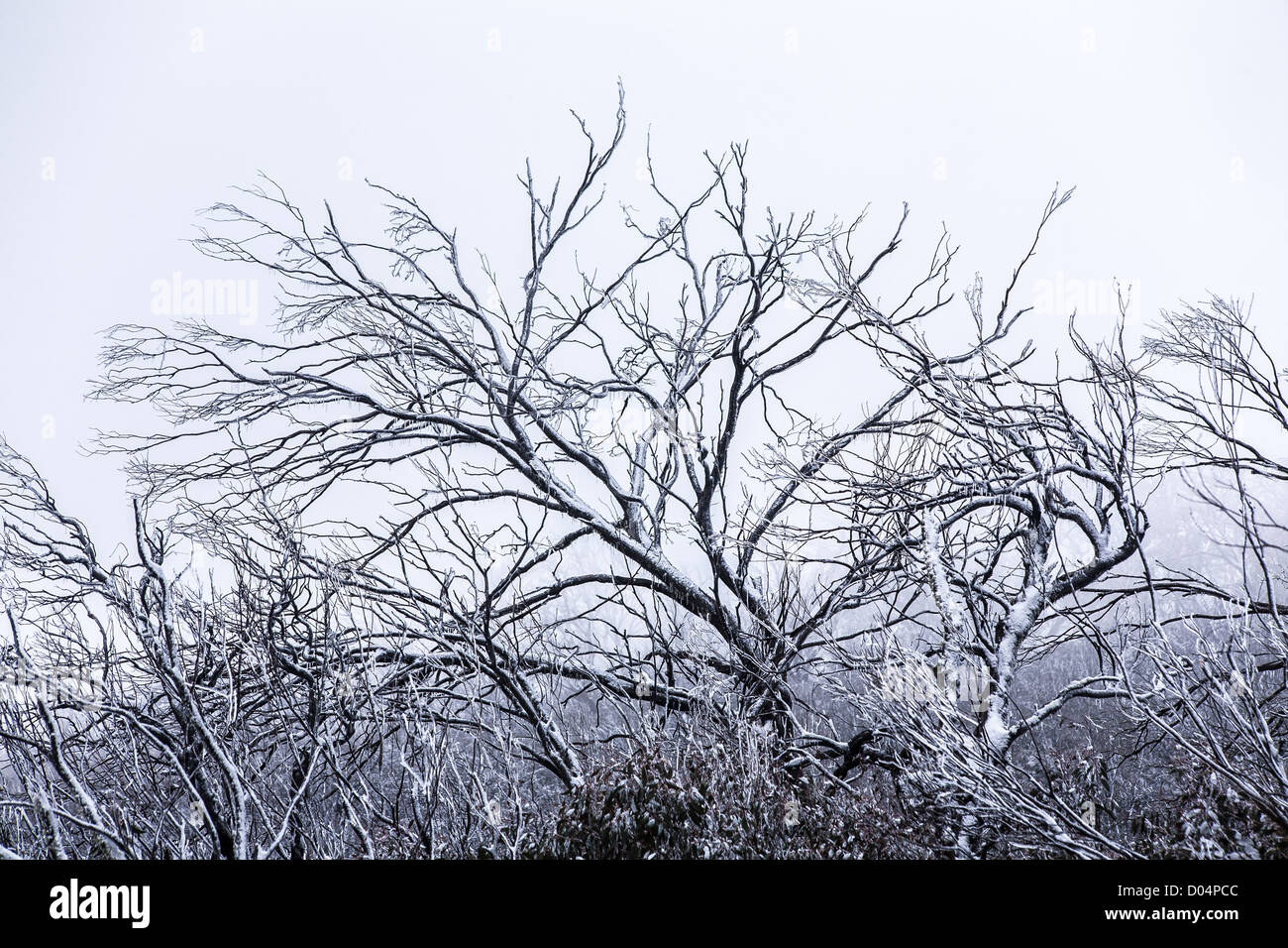 Snowy Tree, Mt Selwyn Stock Photo - Alamy
