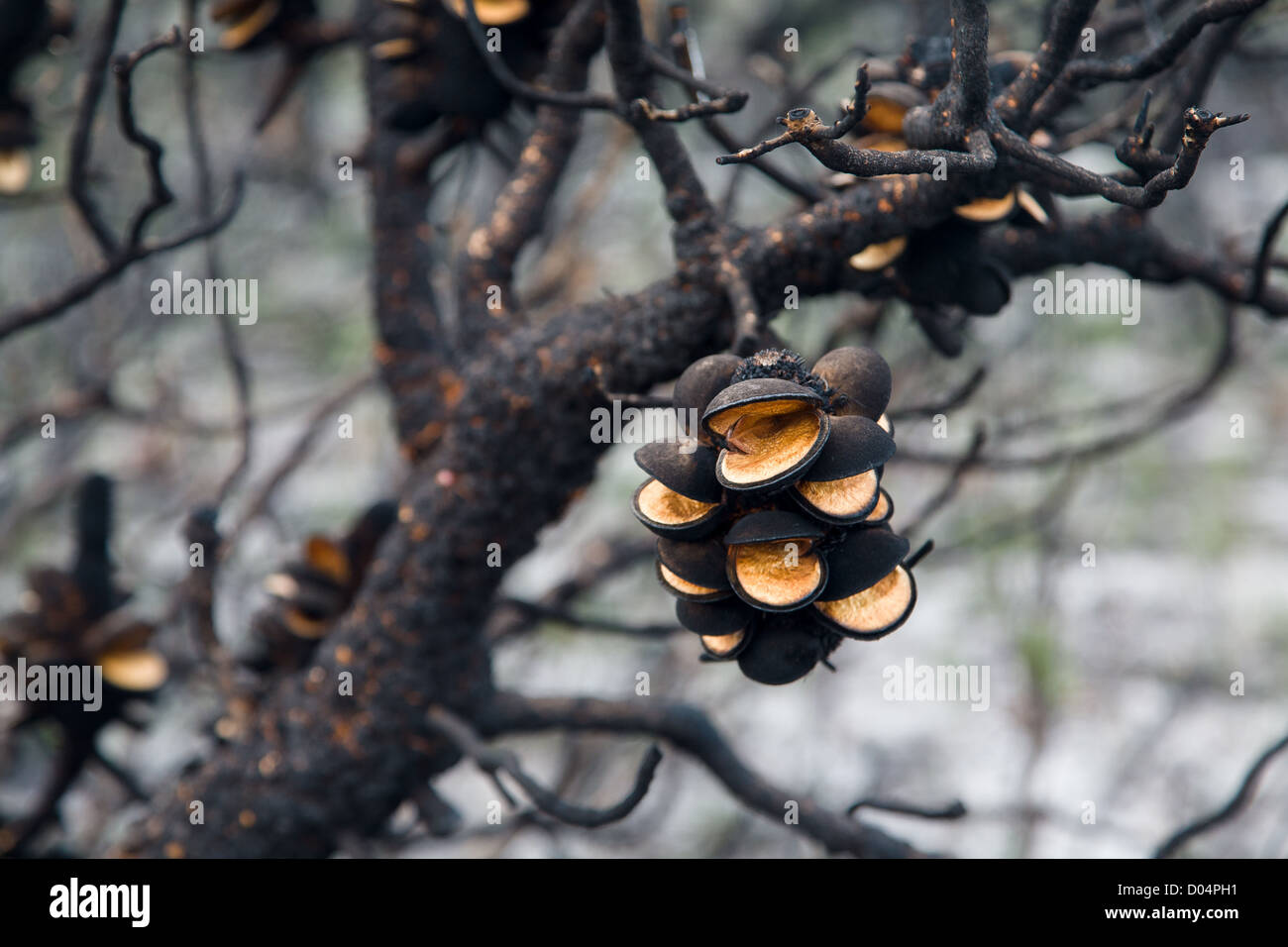 Gumnut tree hi-res stock photography and images - Alamy
