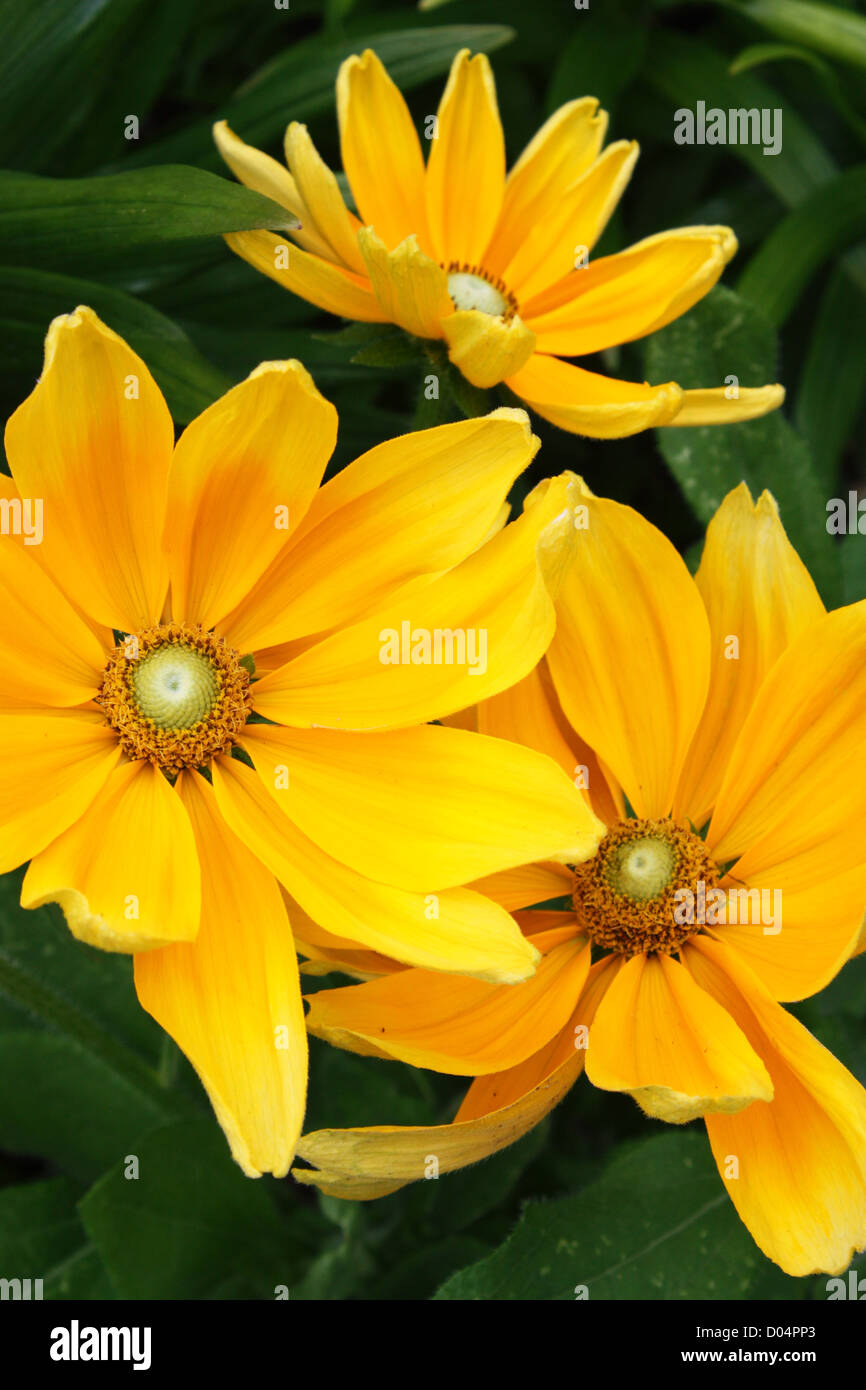 Colorful fresh flowers in garden Stock Photo - Alamy