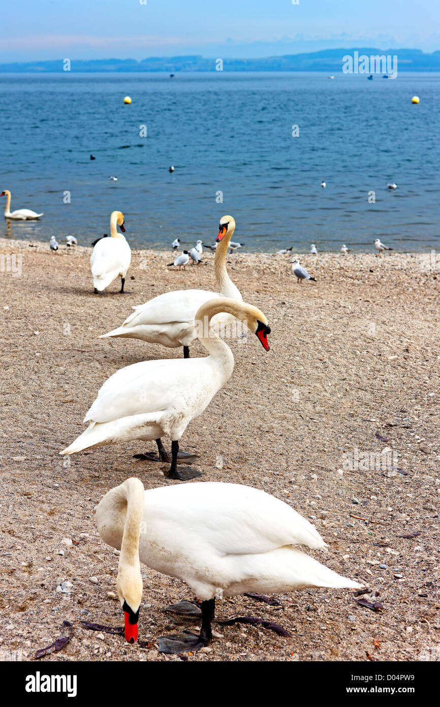 Geneva fauna hi-res stock photography and images - Alamy