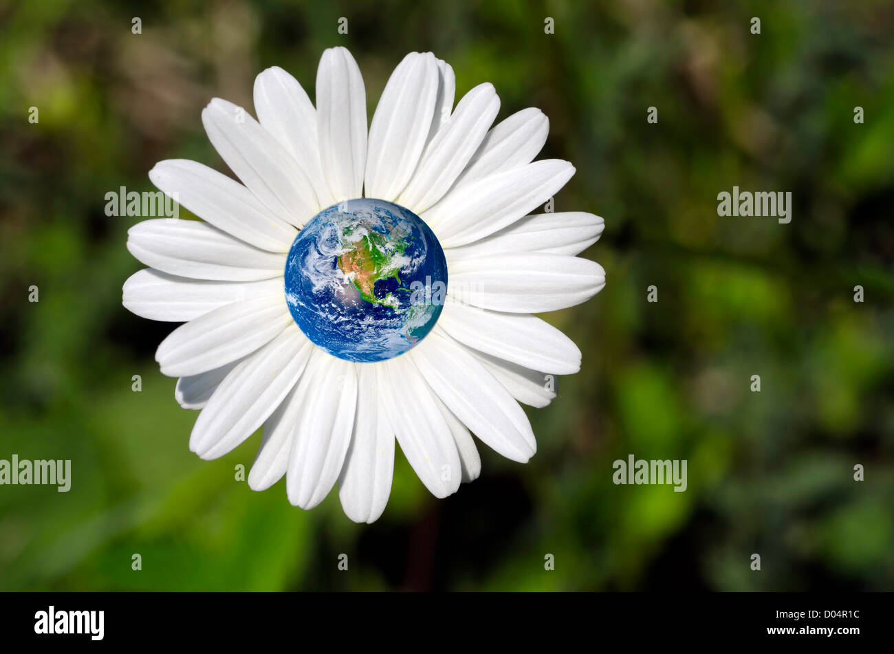 photo montage with a daisy and the earth Stock Photo - Alamy
