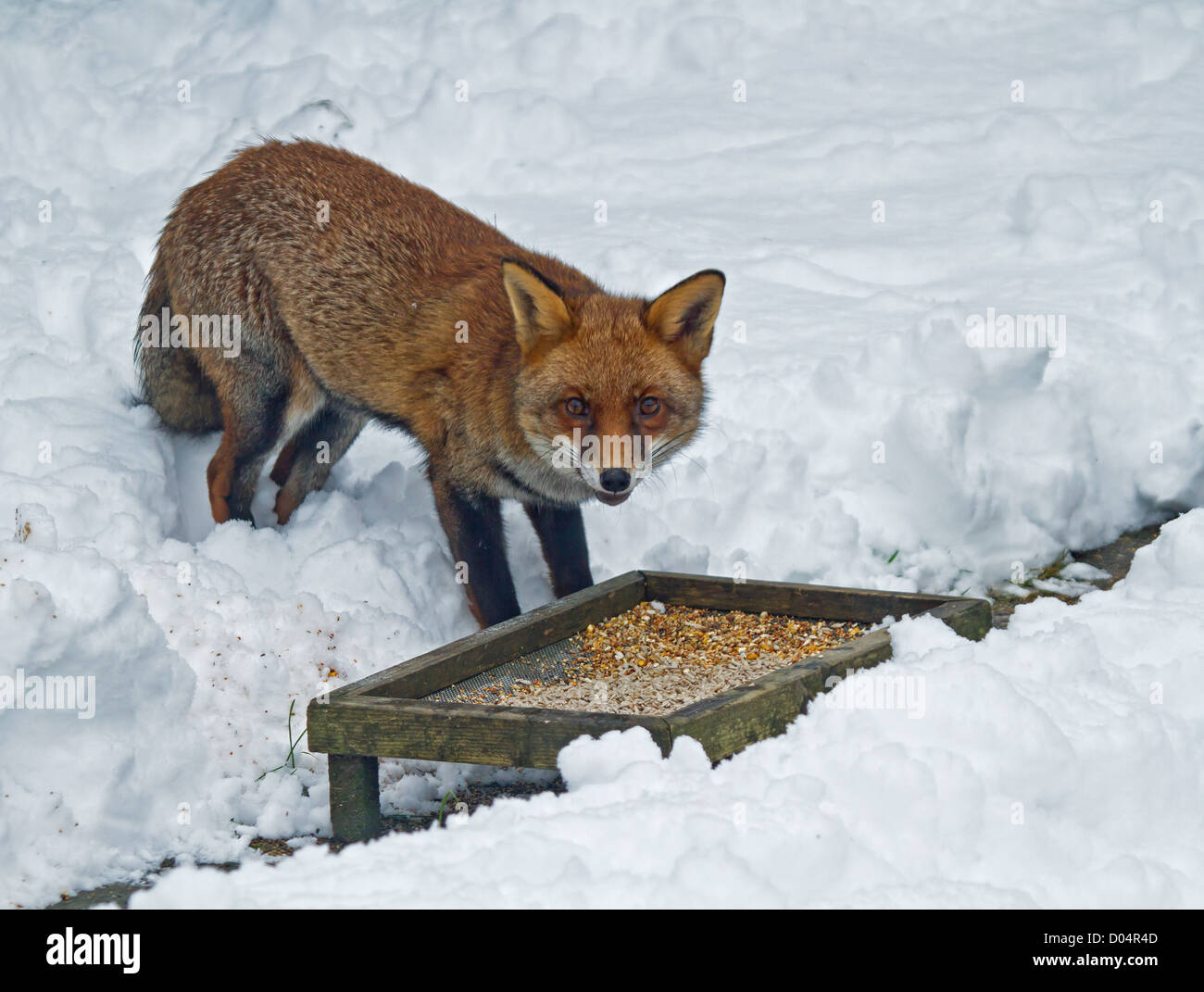 Adult red fox hi-res stock photography and images - Alamy