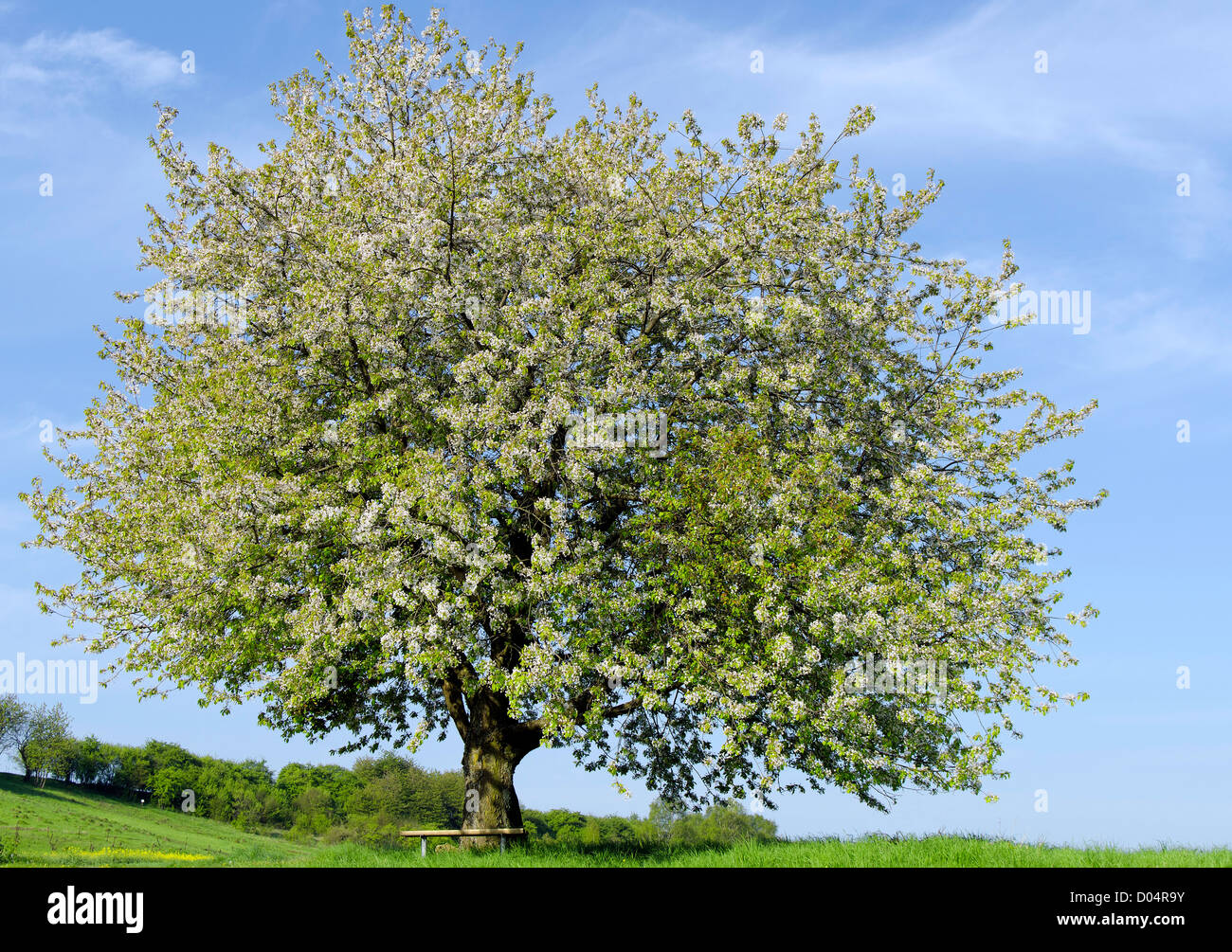 a bench under a flowering tree Stock Photo - Alamy