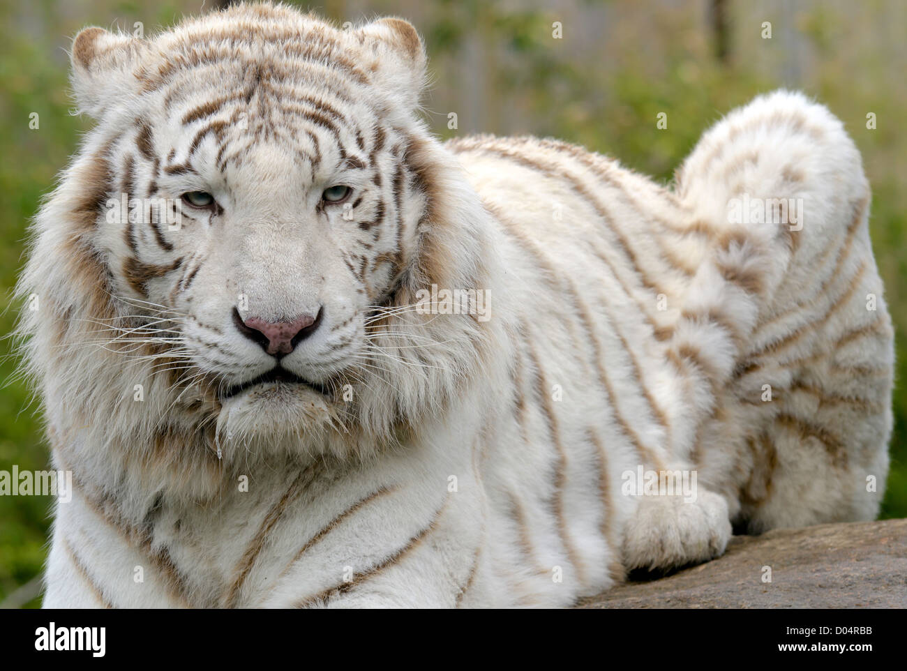 a white tiger in a zoo Stock Photo - Alamy