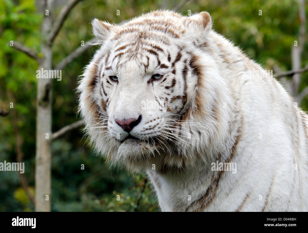 a white tiger in a zoo Stock Photo - Alamy