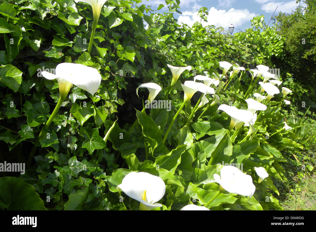 Callas in the garden Stock Photo - Alamy