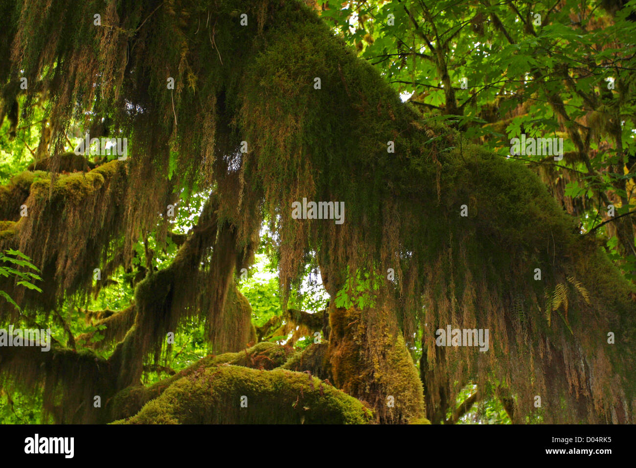 Inside rainforest hi-res stock photography and images - Alamy