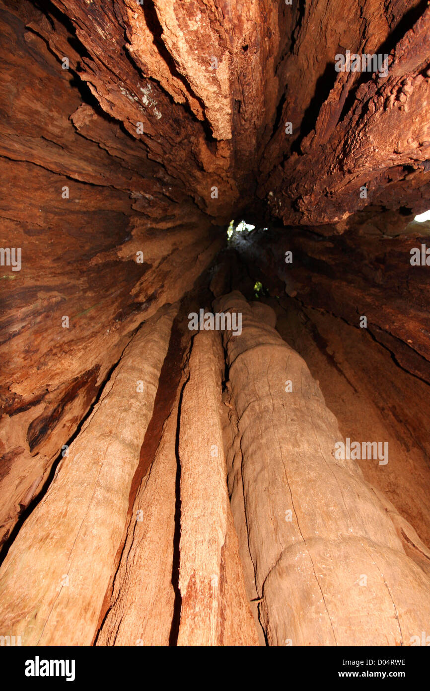 A view looking up inside the worlds largest Western Red Cedar (Thuja ...