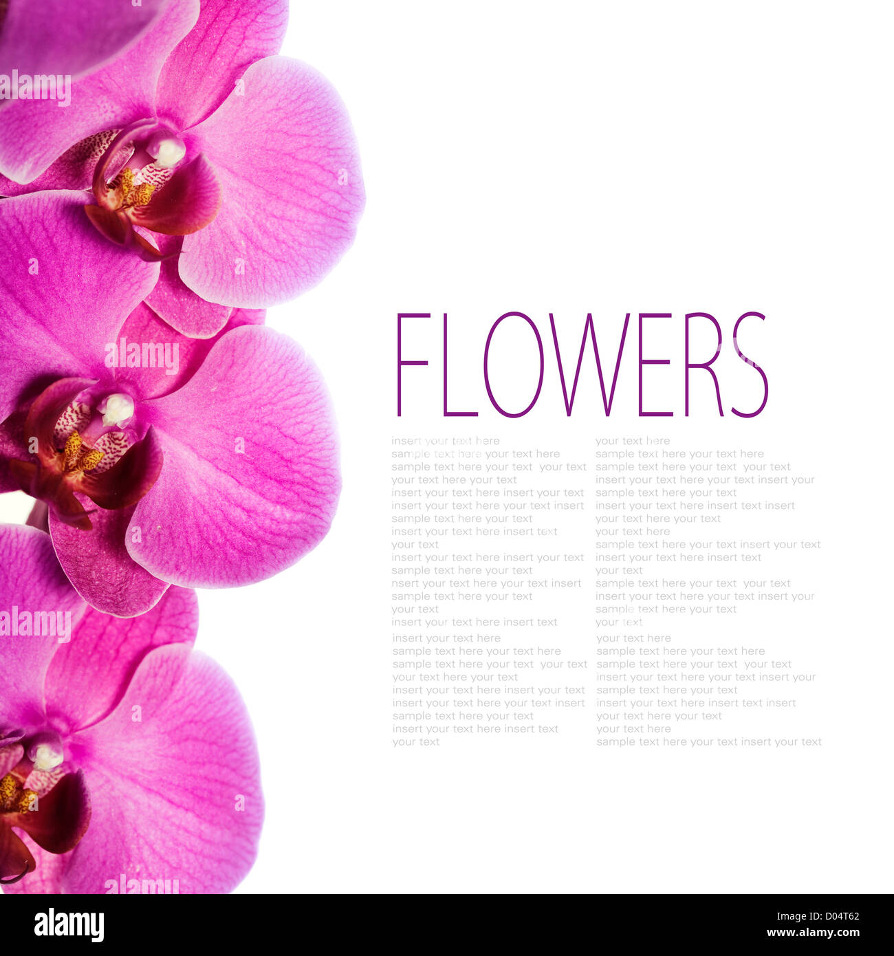 Fresh orchids over white background with sample text Stock Photo - Alamy