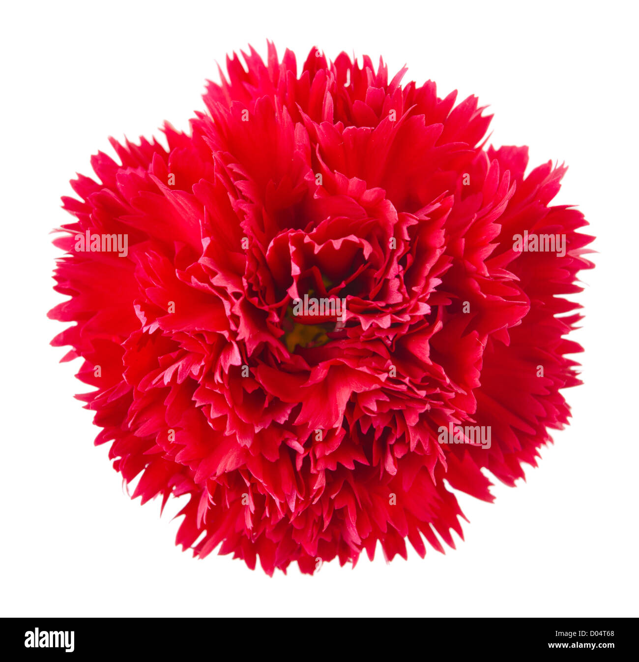 Head red flower detail Cut Out Stock Images & Pictures - Alamy