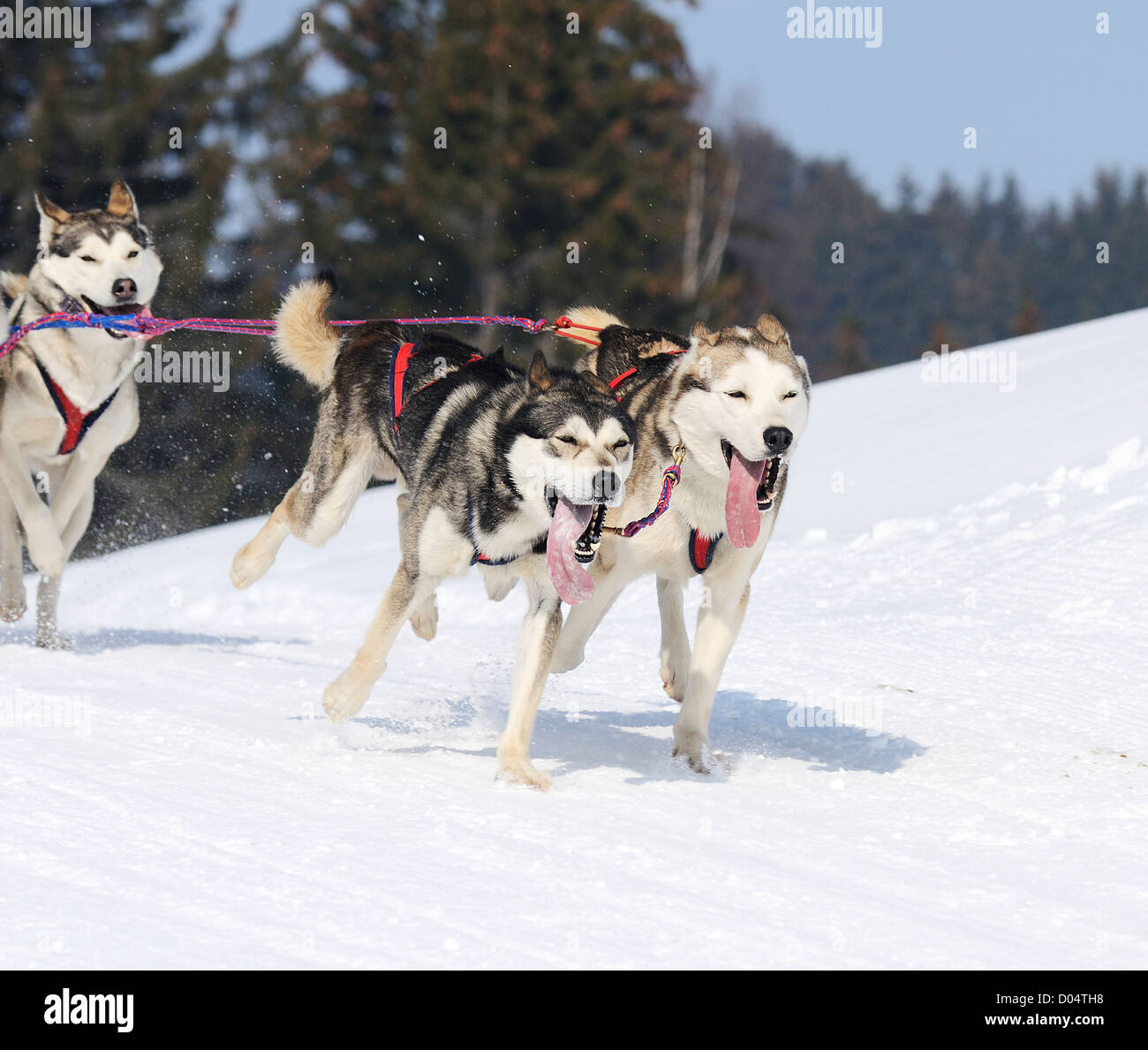 sportive dog team is running in the snow Stock Photo - Alamy